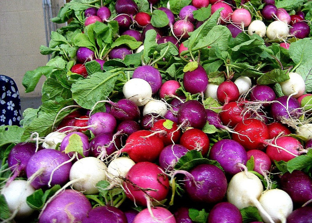 Rainbow Radish Mix, 250 Seeds, Crazy Colors, Classic Heirlooms, Plant ...