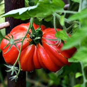 Zapotec ruffled tomato rare Mexican heirloom 15 seeds loves | Etsy
