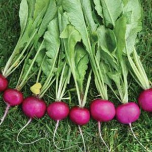 Rainbow Radish Mix, 250 Seeds, Crazy Colors, Classic Heirlooms, Plant ...