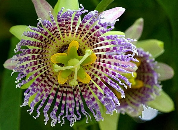 Passiflora Ligularis, 10 Live Seeds, Sweet Granadilla, Sugar Fruit ...