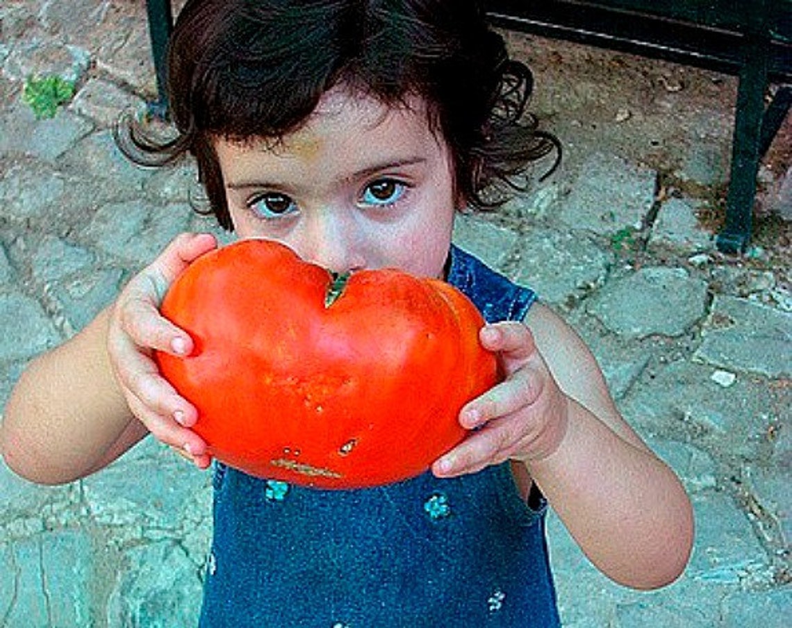 Goliath Tomato, Sale, Gigantic Fruit, Hearty Flavor, 10 Heirloom Seeds ...
