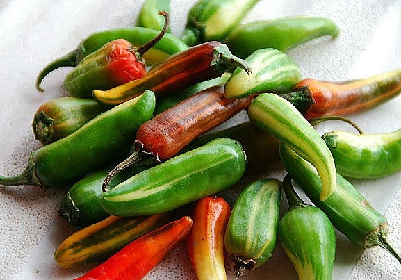 Fish Pepper 10 Seeds Scorching Hot Heirloom Great With - Etsy