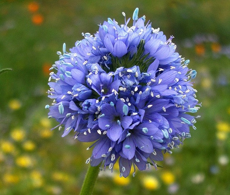 Blue Thimble Flower 250 Seeds Gilia Capitata Blue | Etsy
