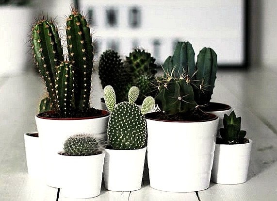 Windowsill Cactus Collection 70 Rare Seeds Five Fancy - Etsy
