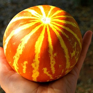 Queen Anne's Pocket Melon, Fragrant Fruit, Miniature Melon, 10 Seeds ...