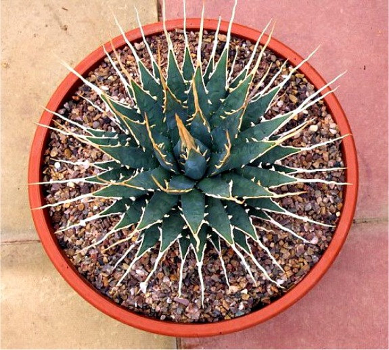 Agave Utahensis Utah Agave Rare Slate Blue Succulent 10 - Etsy