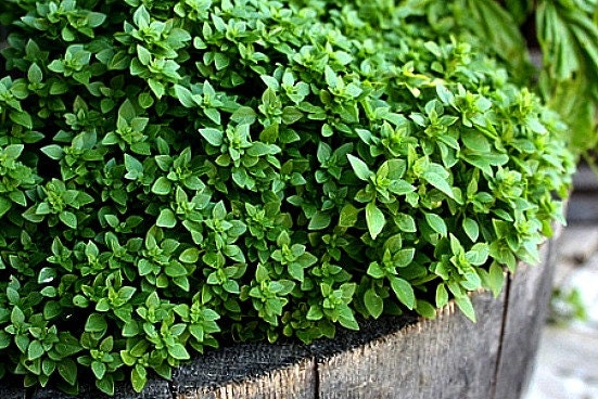 Gourmet Basil Collection 500 plus seeds favorites: Genovese | Etsy