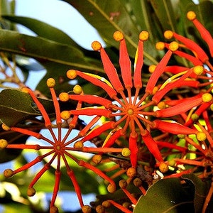 Firewheel Tree, Stenocarpus Sinuatus, 10 Seeds, Orange Pinwheel Flowers ...