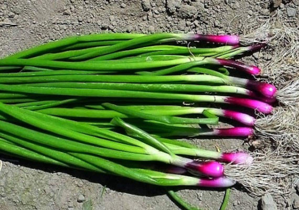 Mini Vegetable Collection 6 Dwarf Veggies Container Garden - Etsy