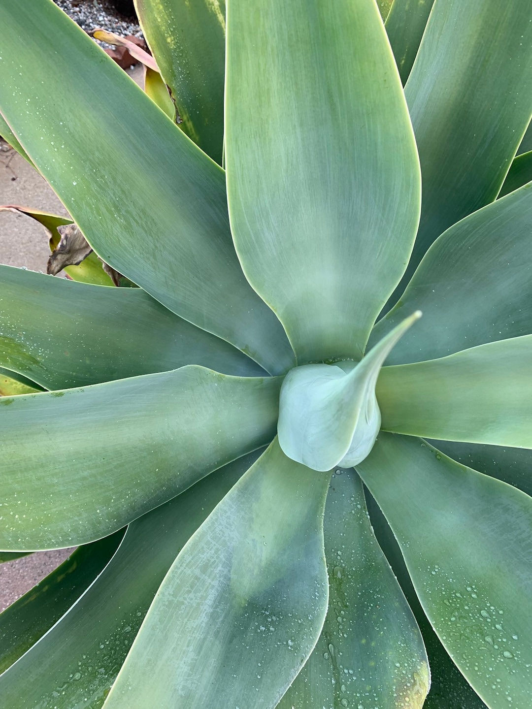 Fox Tail Agave, Agave Attenuata, 10 Seeds, Soft Blue-green Leaves ...