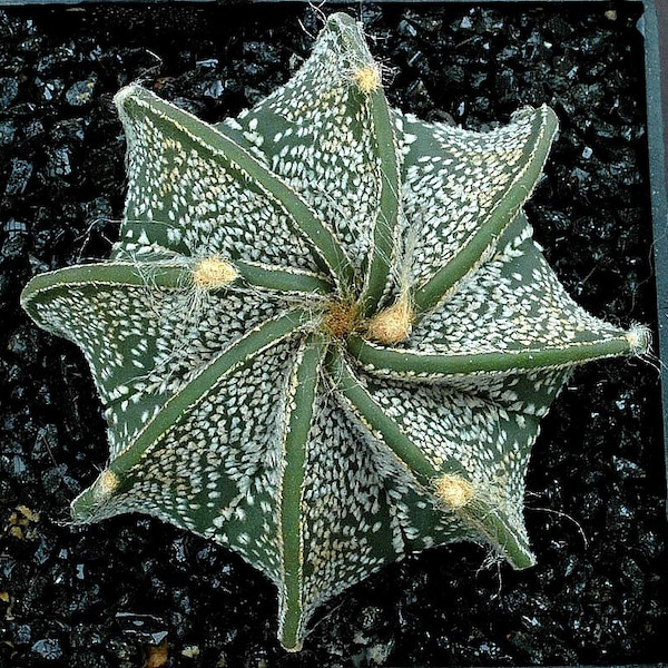 Astrophytum Seeds - Etsy