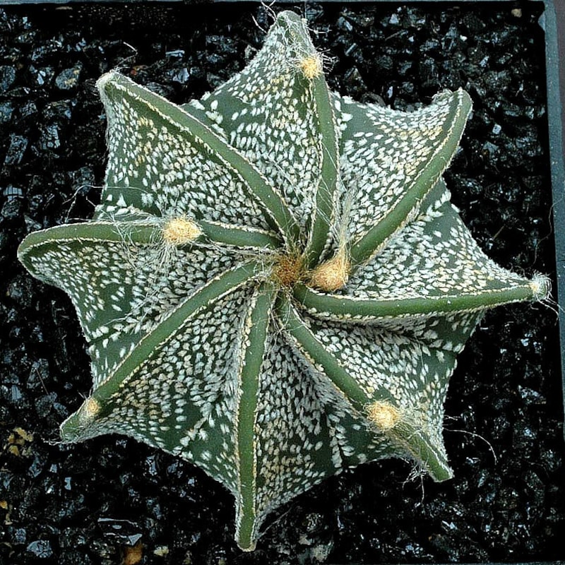 Astrophytum Seeds - Etsy