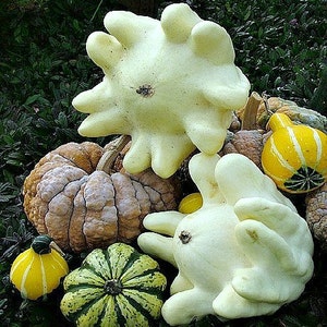 Spaceship Squash, Yugoslavian Finger Fruit, Rare Heirloom Seeds, Non ...