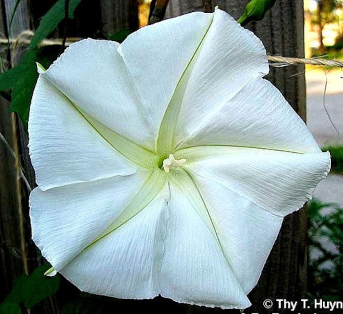 Giant Moonflower Vine Calonyction 10 Seeds Huge White - Etsy