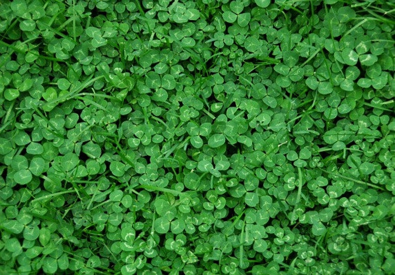 Microclover Trifolium Repens Tiny Leaves Easy Ground Cover - Etsy