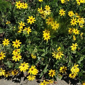 Chocolate Daisy Flower, 10 Seeds, Berlandiera Lyrata, Fragrant, Cold ...