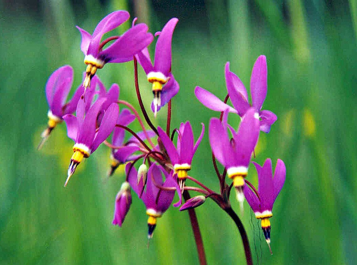 Amethyst Shooting Star Fuchsia Woodsy Wildflower 15 Seeds - Etsy