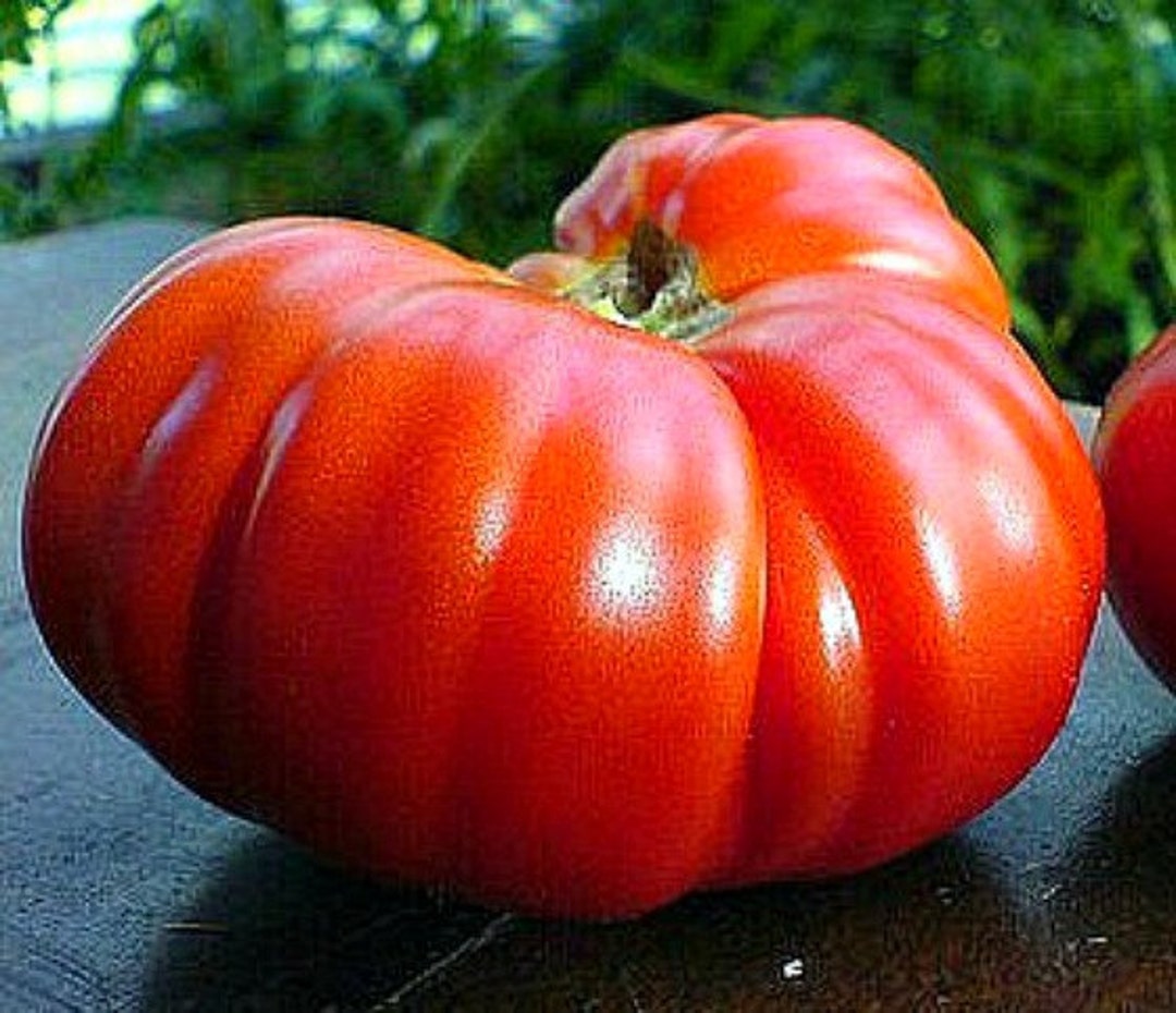 Goliath Tomato, Sale, Gigantic Fruit, Hearty Flavor, 10 Heirloom Seeds ...