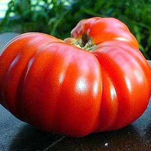 Goliath Tomato, Sale, Gigantic Fruit, Hearty Flavor, 10 Heirloom Seeds ...