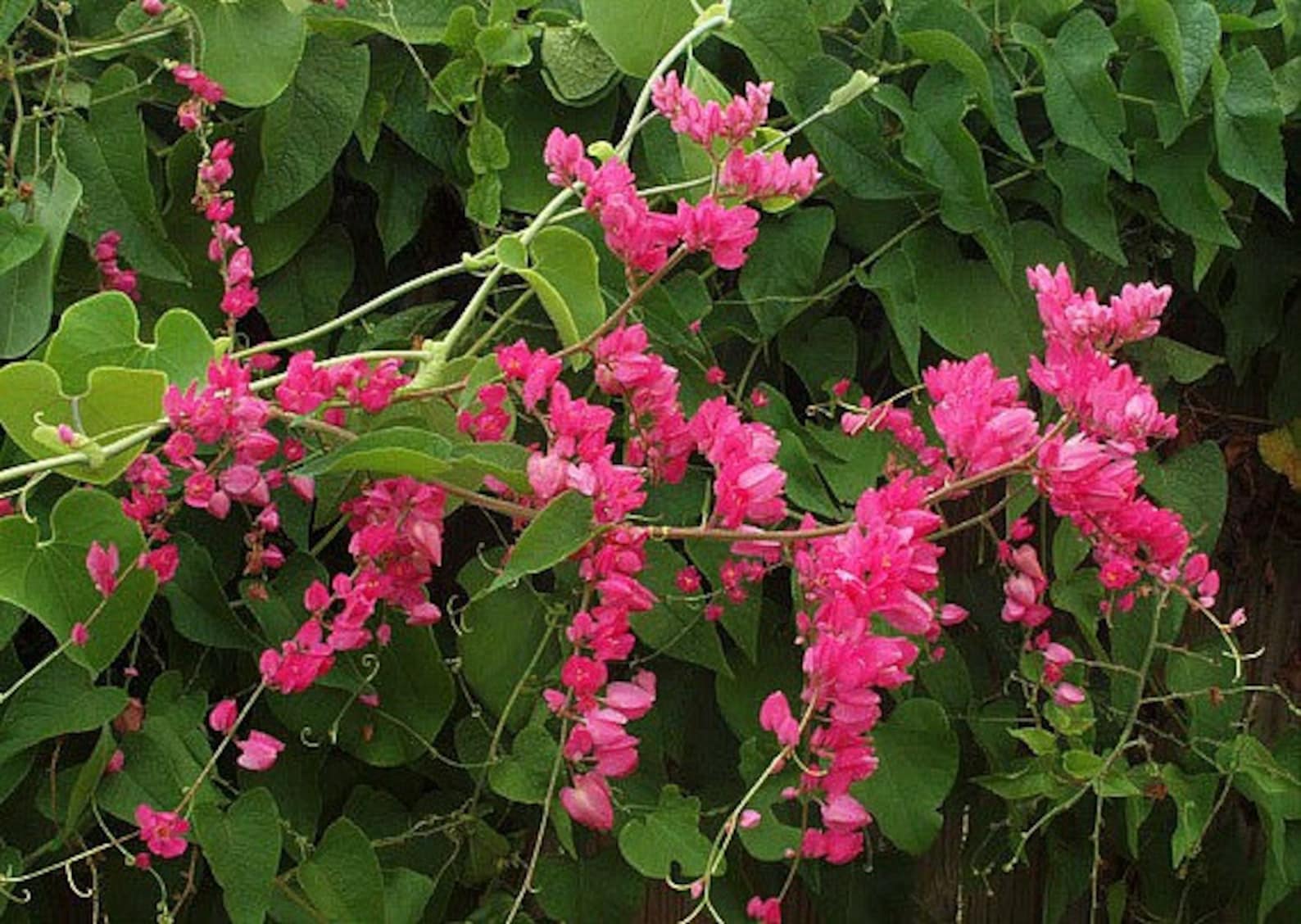 Antigonon Leptopus, Coral Love Vine, 10 Seeds, Vibrant Pink Climber for ...