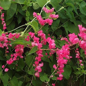 Antigonon Leptopus, Coral Love Vine, 10 Seeds, Vibrant Pink Climber for ...