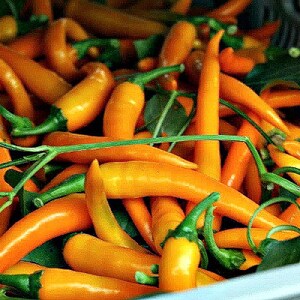 Burapa Pepper, Thai Yellow Chile, 10 Heirloom Seeds, Scorching Hot ...