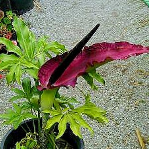 Voodoo Lily, Dracunculus, 5 Seeds, Enormous Blooms, Eats Flies, Showy ...
