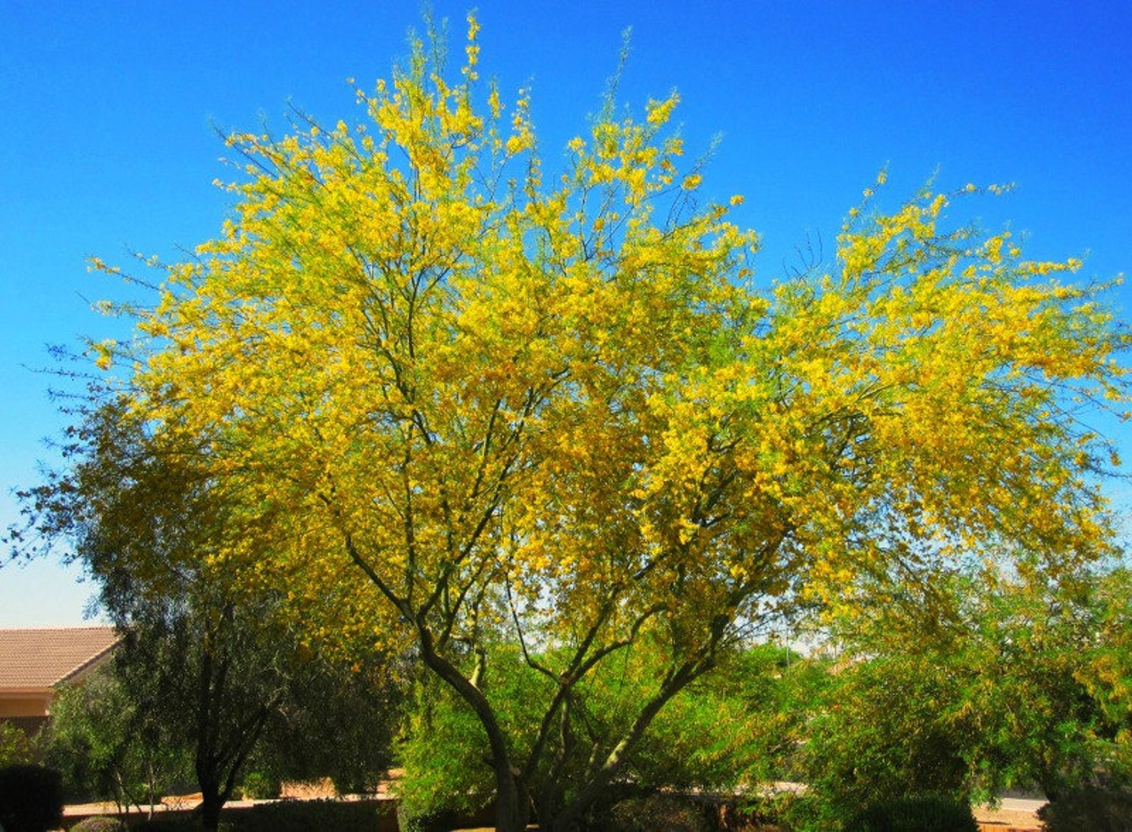 Palo Verde Tree Cercidium Floridium Showy Tree Yellow - Etsy