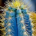 Pilosocereus Azureus, Blue Torch Cactus, 10 Seeds, Night Blooming ...
