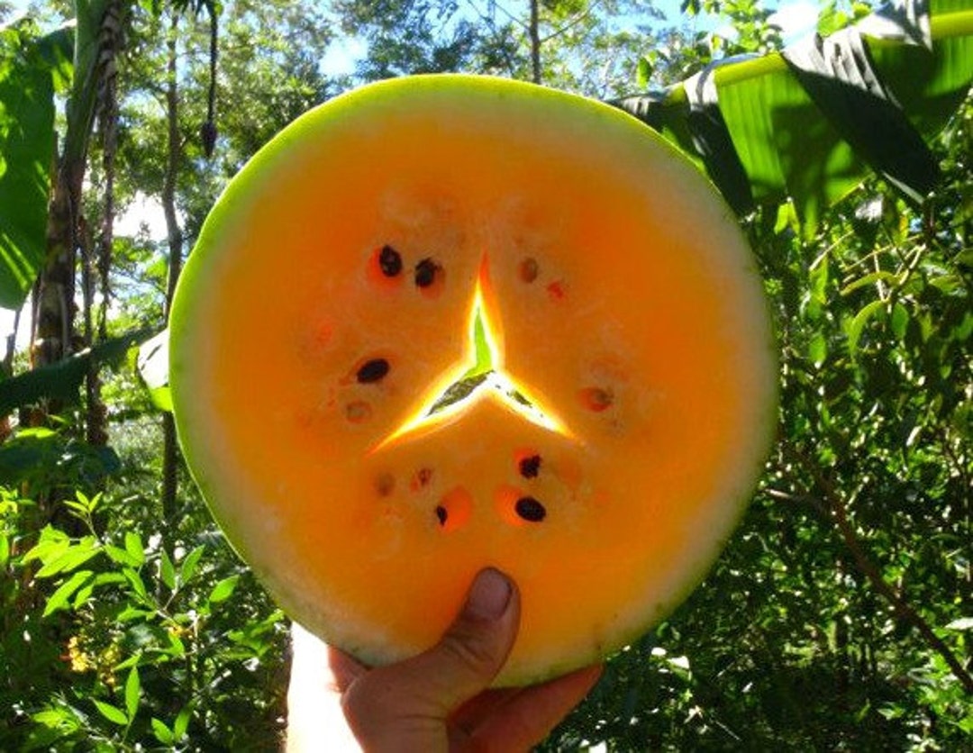 Orange Tendersweet Watermelon, 10 Seeds, African Heirloom, Non GMO ...