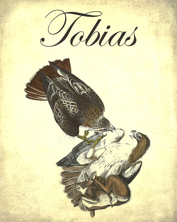 Audubon Morphs - Tobias Red-tailed Hawk - Vintage Animorphs 8x10 Inch ...