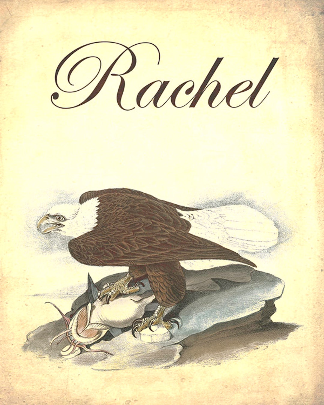 Audubon Morphs - Rachel Bald Eagle - Vintage Animorphs 8x10 Inch Print ...