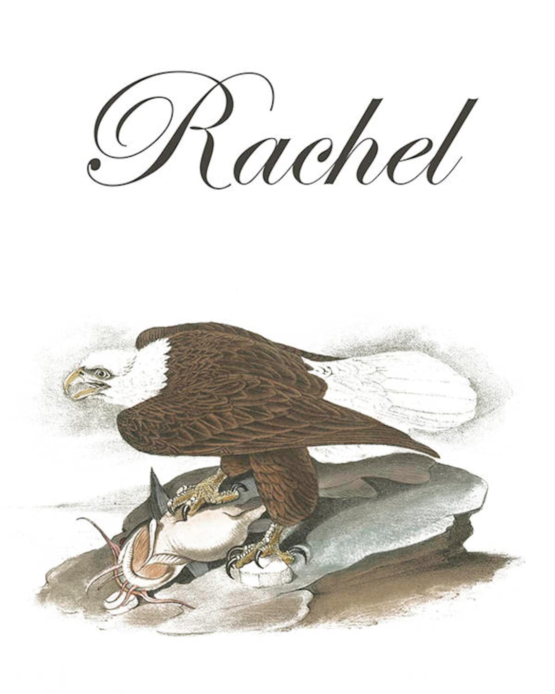Audubon Morphs Rachel Bald Eagle Animorphs 8x10 Inch Print - Etsy