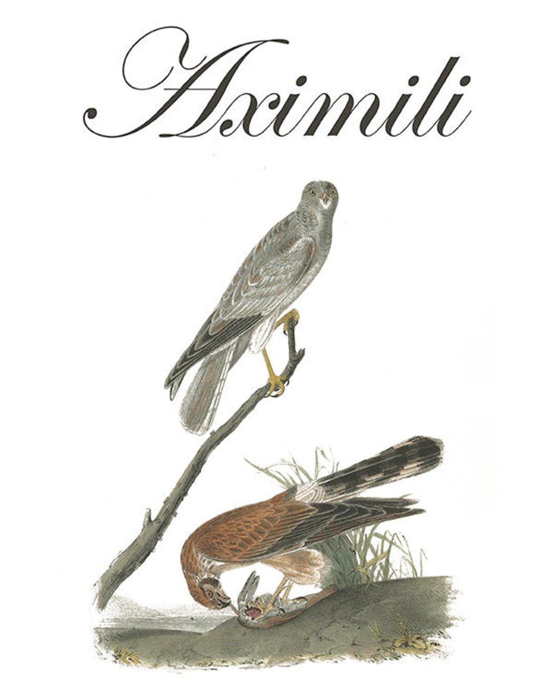 Audubon Morphs Aximili Northern Harrier Animorphs 8x10 - Etsy