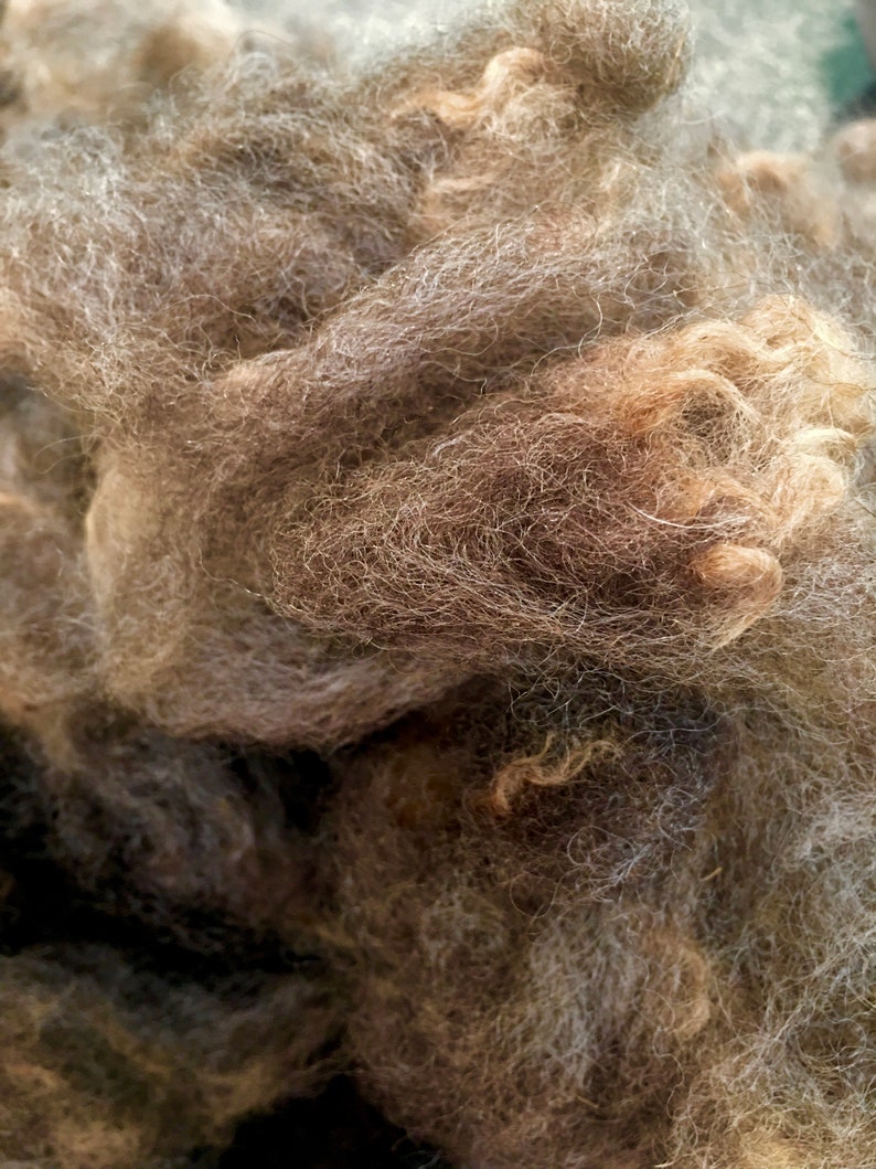 Dorset, Wool, Fleece, Washed, Undyed, Gray, Blonde, 2 Ounces, Natural ...