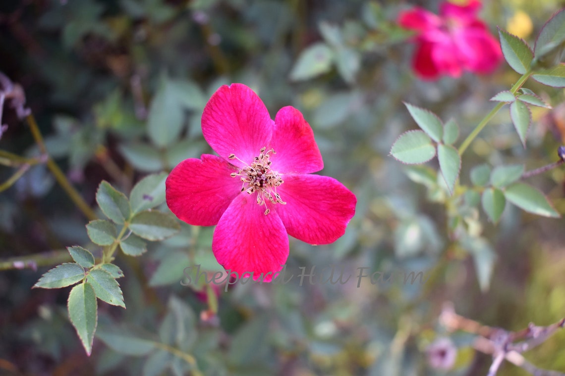 Red Knockout Rose DIGITAL Download Photograph Printable Wall Art ...
