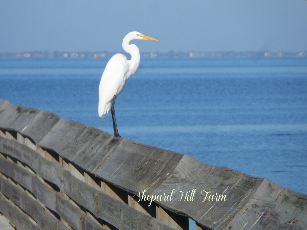 Ocean Bird Photograph DIGITAL Download Wildlife Beach Nautical Decor ...