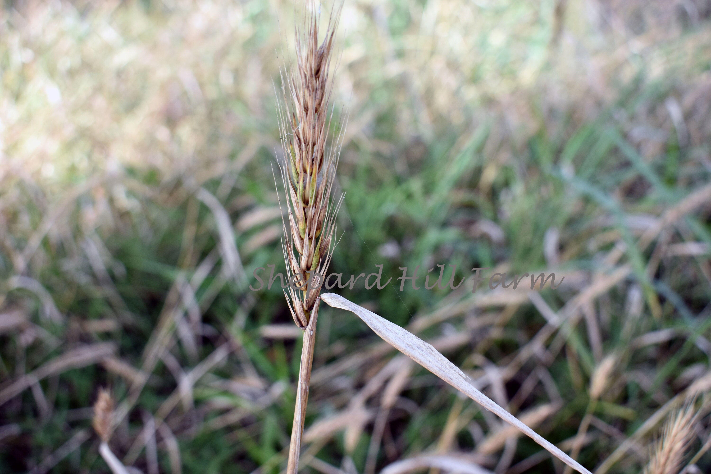 Photographs Home Décor nature photography instant download art WILD ...