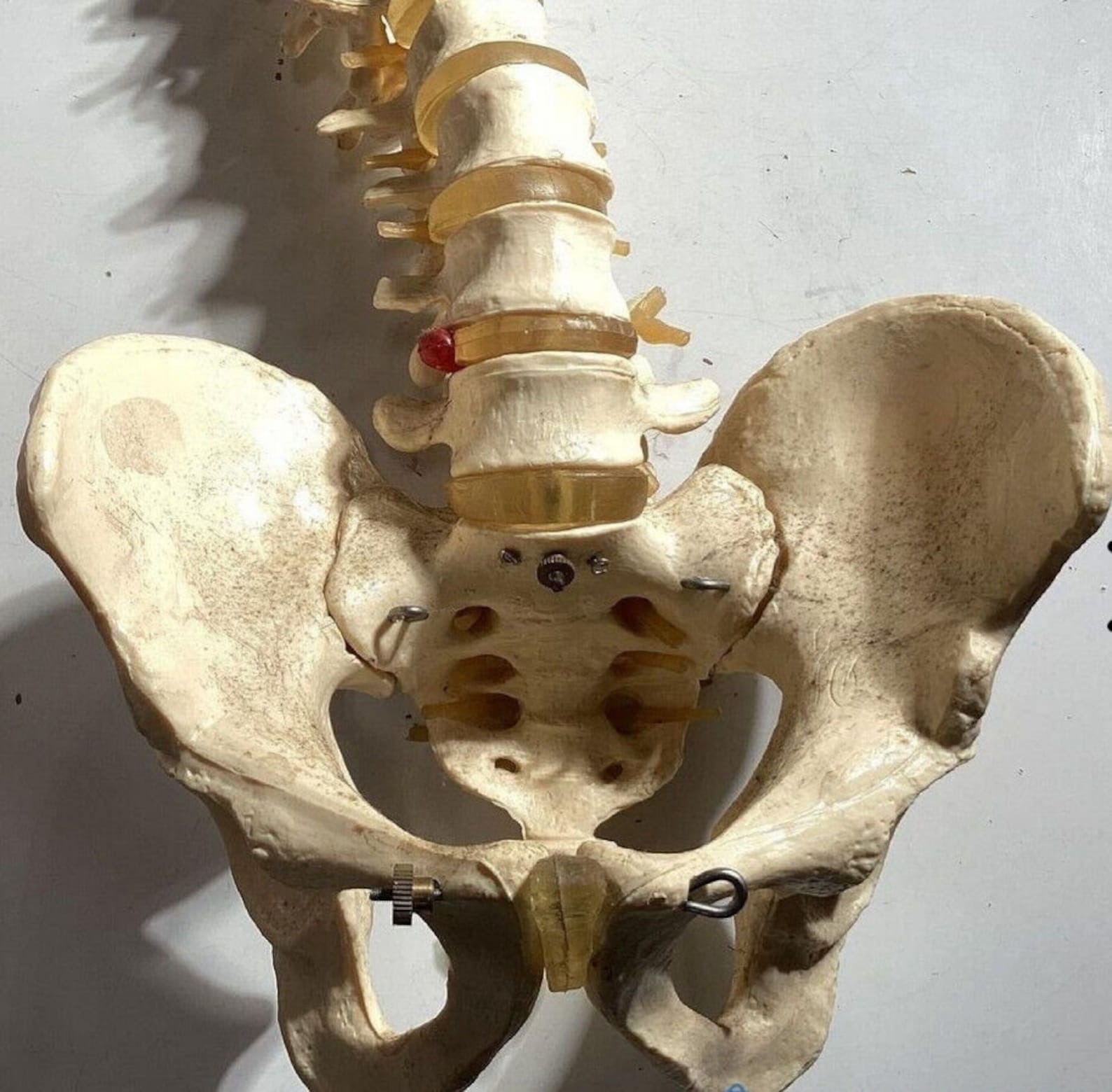 Scientific Life Size Ultra Flexible Spine W/ Human Anatomy Model - Etsy