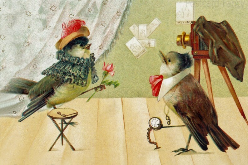 Dressed BIRDS Taking Photos, Instant DIGITAL Download, Vintage Postcard ...