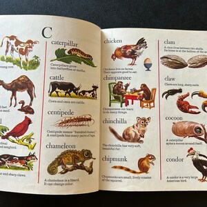 Vintage 1979 Animal Dictionary A Little Golden Book by Jane Werner ...