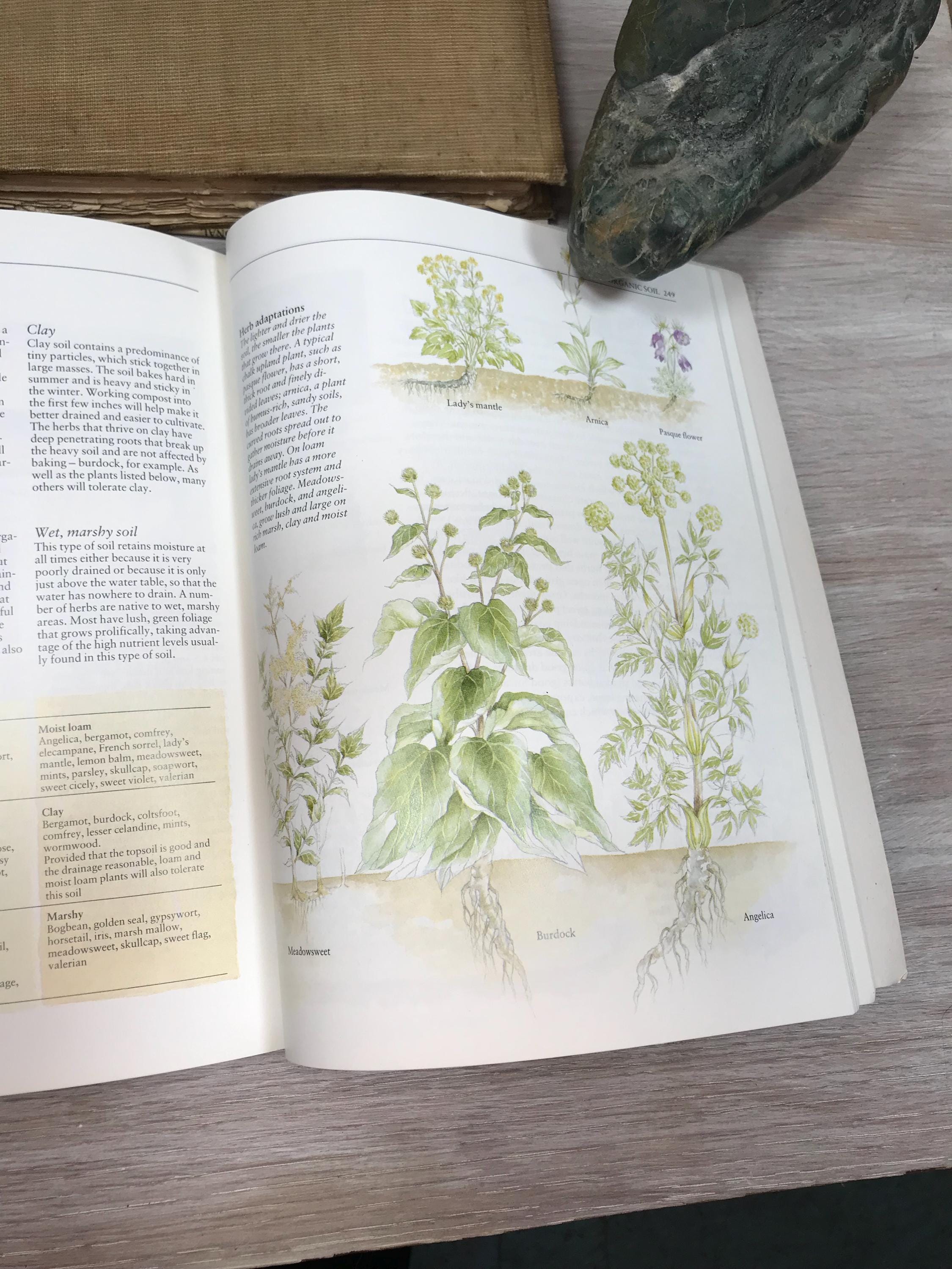 The New Age Herbalist, 1988 PB Edition by Richard Maybe. Herbalism ...