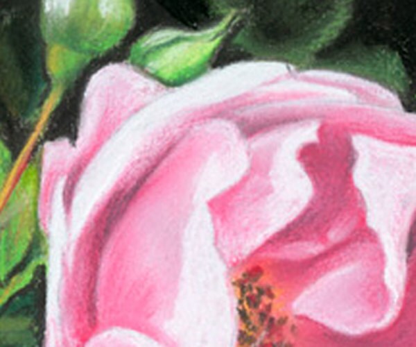 Art Print Roses Part 1, Pastel Drawing, 13 X 18 Cm, Flowers, Art ...