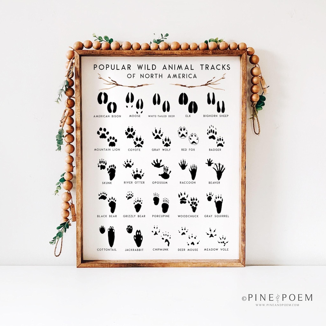Woodland Animal Tracks Nursery Decor Art Print, Camping Hiking Chart ...