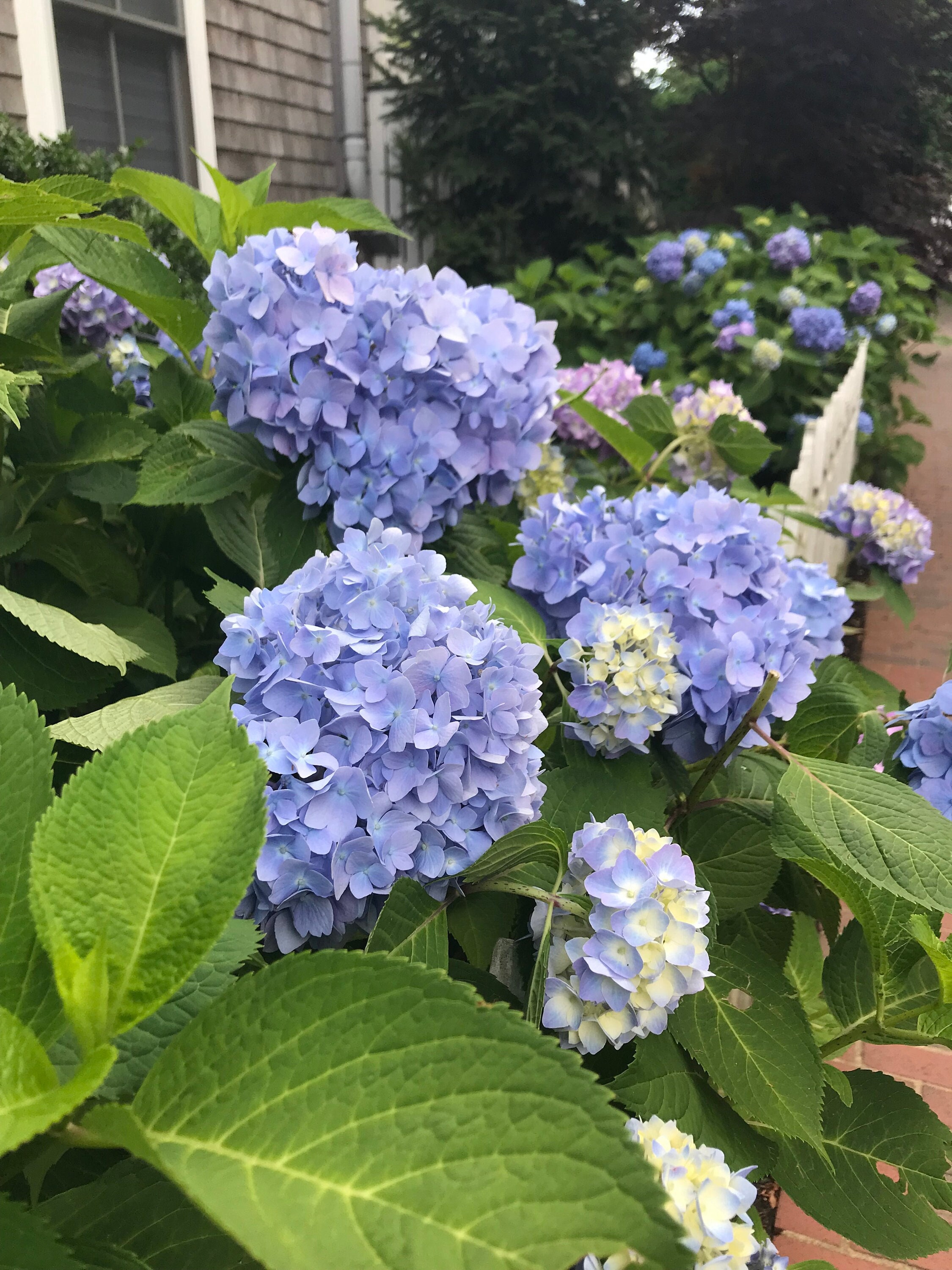 Martha’s Vineyard Hydrangea - Etsy