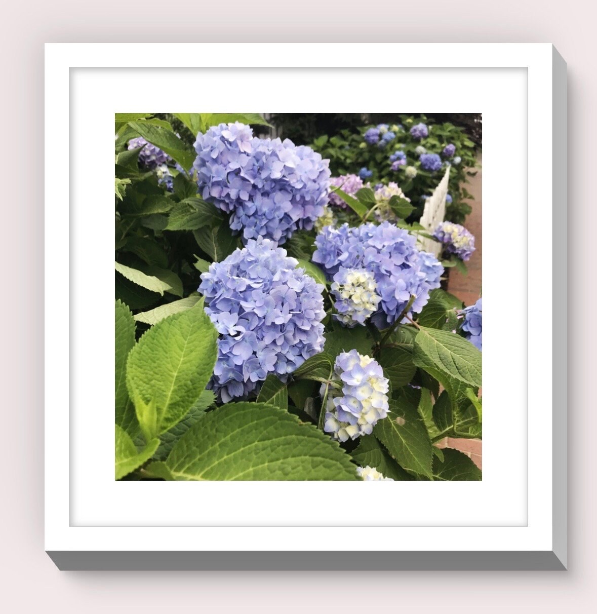 Martha’s Vineyard Hydrangea - Etsy