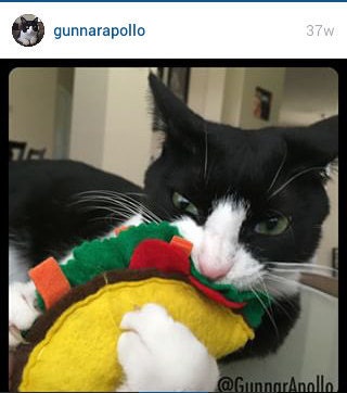 Cat Toy Felt Catnip Taco Catnip Toy 1 Toy Available in - Etsy