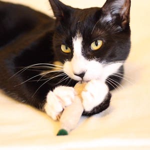 Cat Toys - Felt Catnip Joints - Set of 3 - Available in Catnip ...