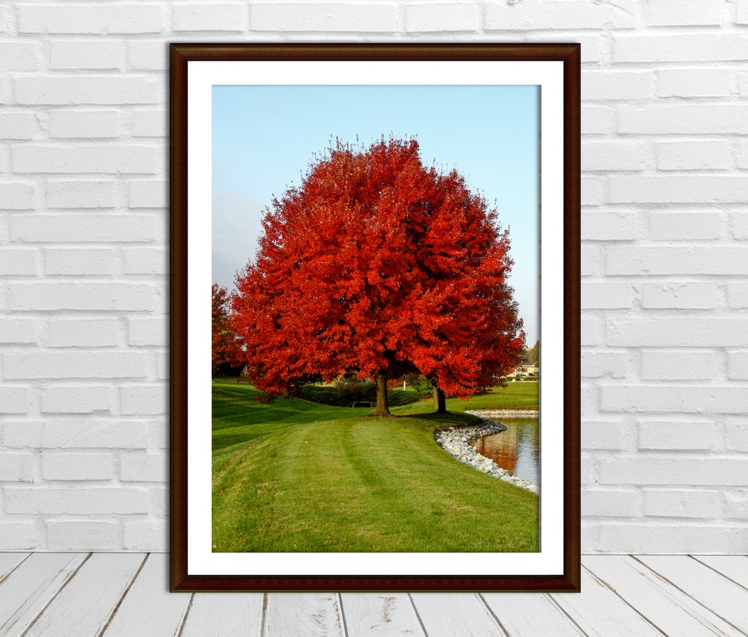 Fall Wall Art, Red Tree Print, Autumn Tree Print, Red Foliage, Nature ...