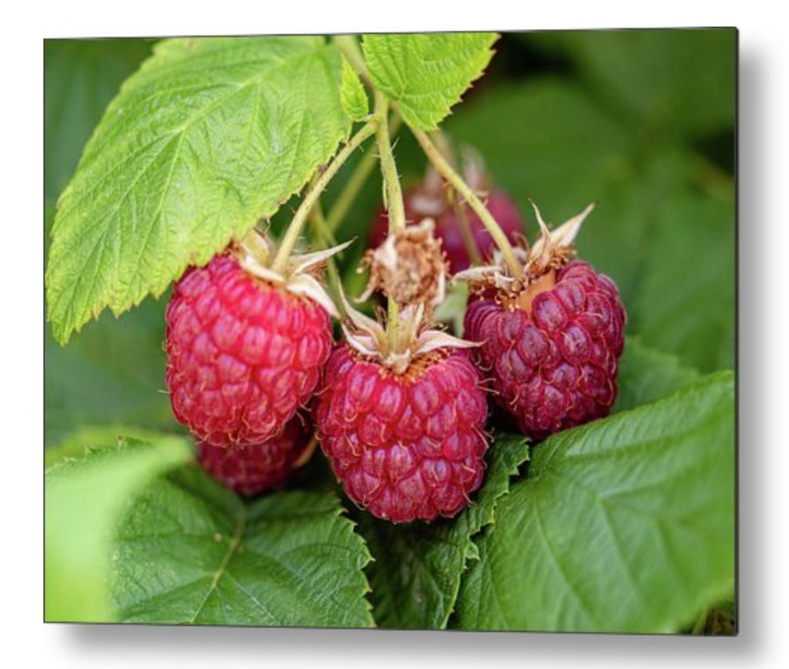 Frambuesas rojas, maduras, fotografía imprimible. Descarga instantánea ...